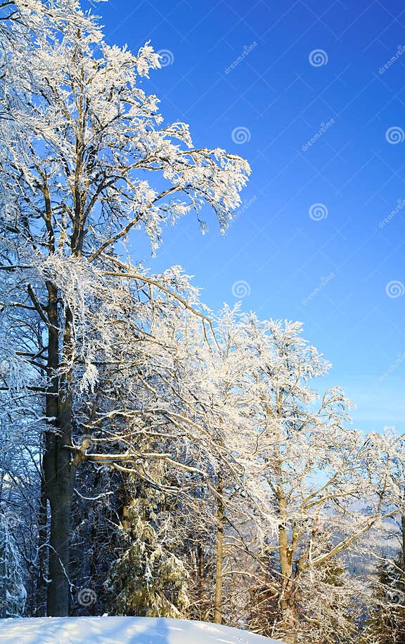 Rime Covered Trees in Winter Mountain Stock Photo - Image of snowy ...
