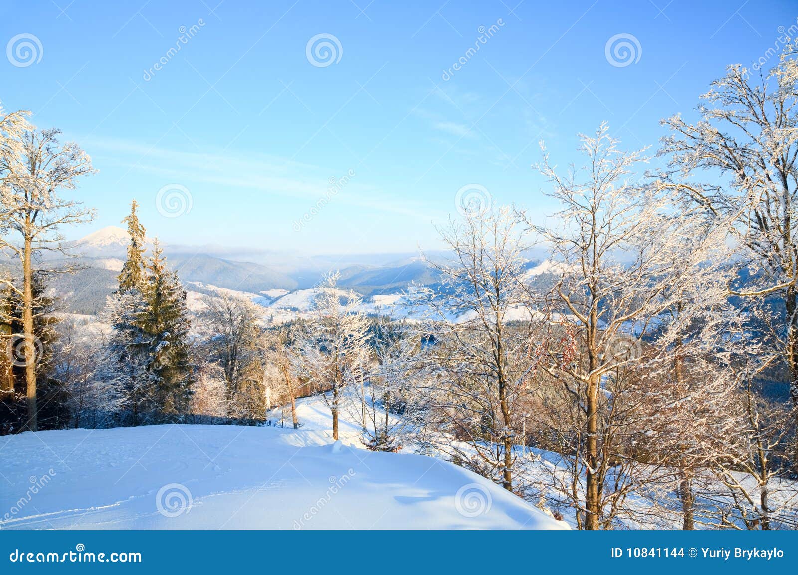 Rime Covered Trees in Winter Mountain Stock Photo - Image of frozen ...