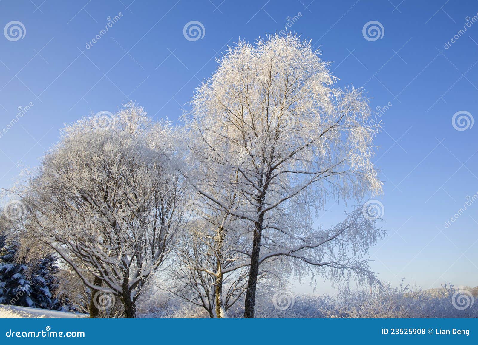Rime Fog stock photo. Image of weather, natural, chill - 23525908