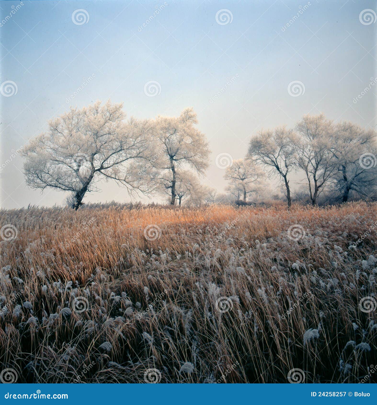 Rime in fog stock image. Image of river, sunrise, winter - 24258257