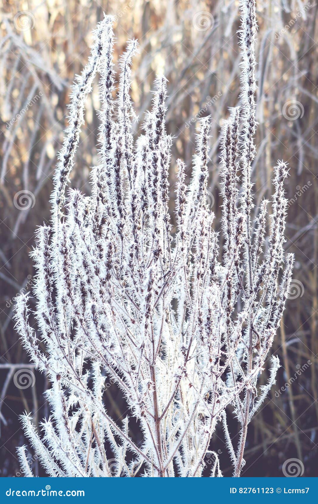 Rime frost on plant stock image. Image of outdoor, plant - 82761123