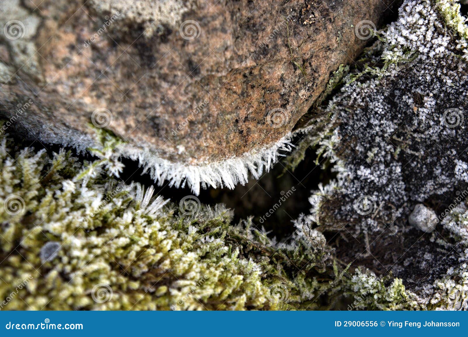 Rime frost on rock stock photo. Image of frozen, moss - 29006556