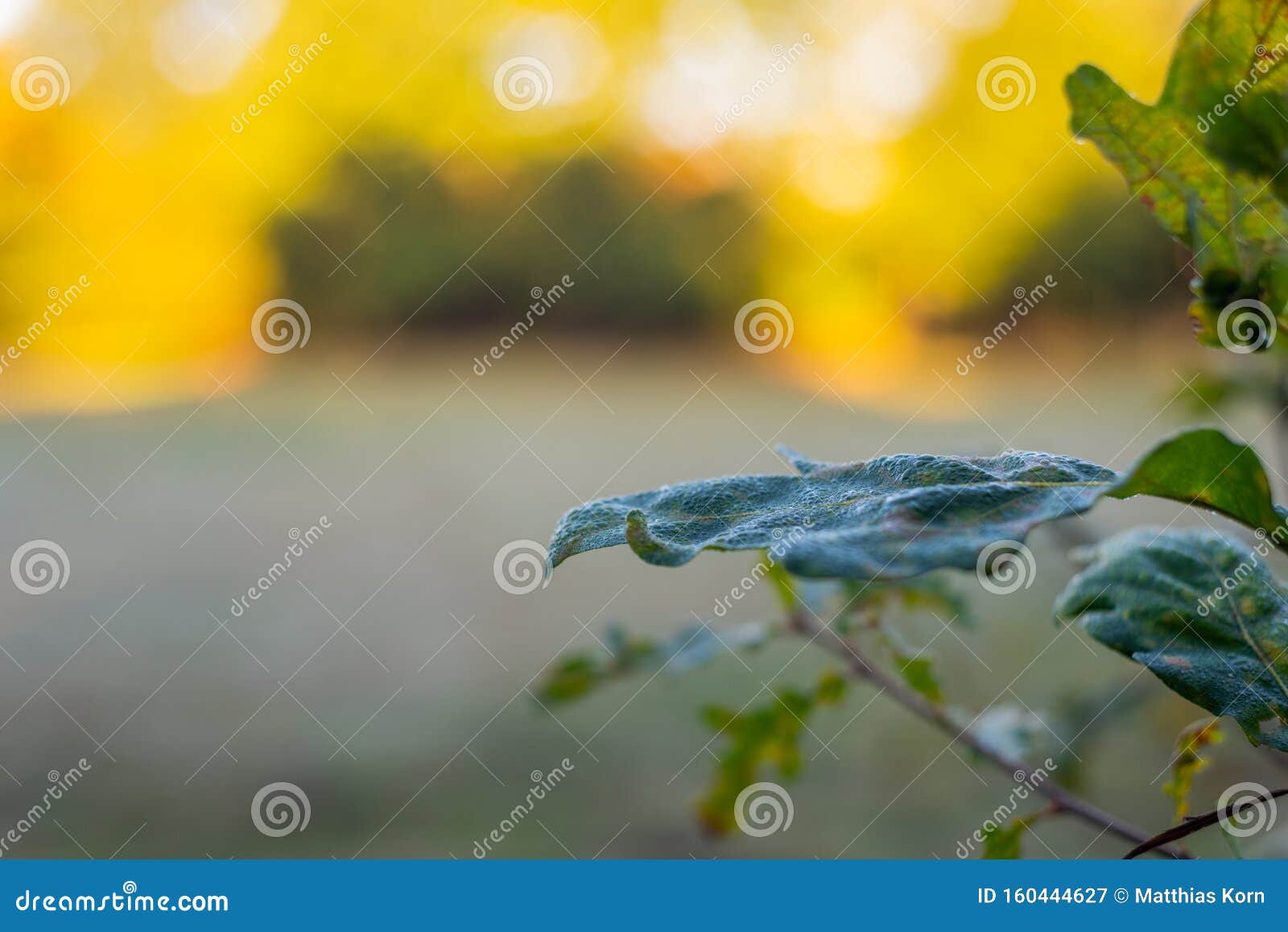 Rime Has Formed on an Oak Leaf with a Blurred Background Stock Image ...