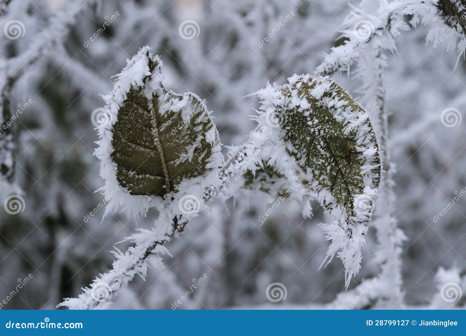 Rime phenomenon stock image. Image of branches, plants - 28799127