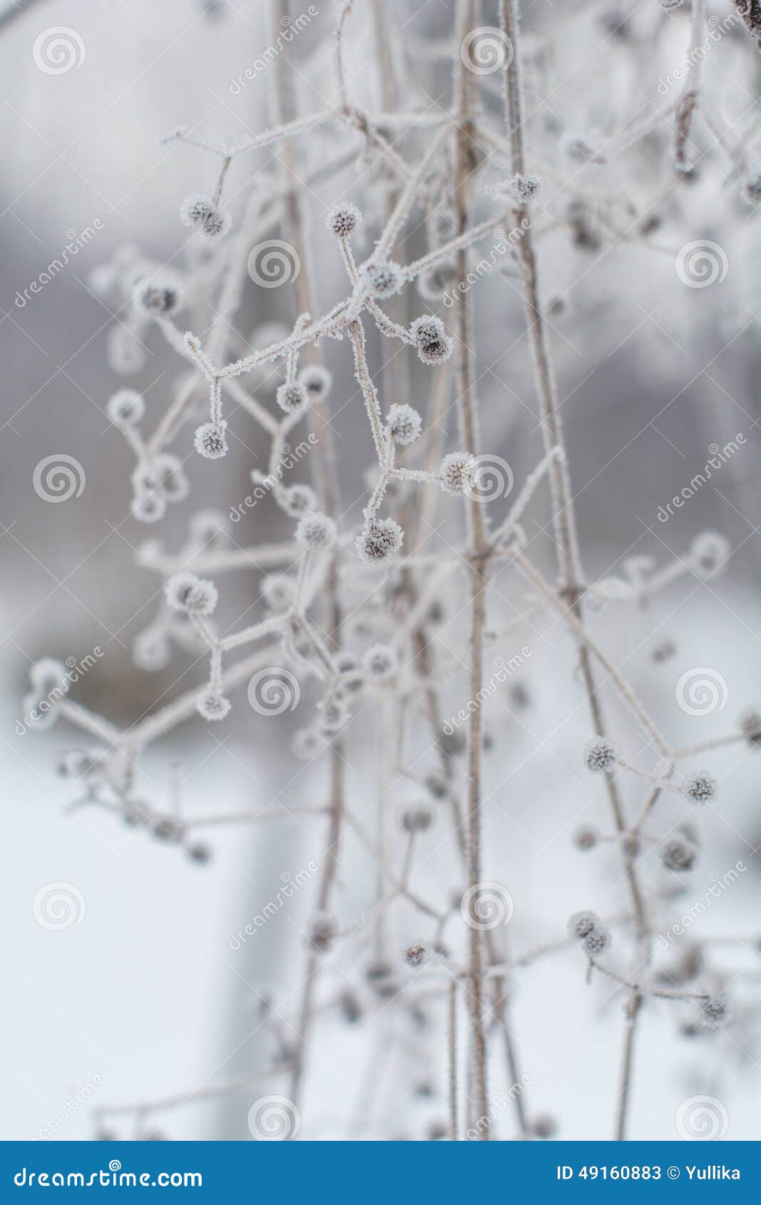 Rime on the plant stock image. Image of freeze, frozen - 49160883