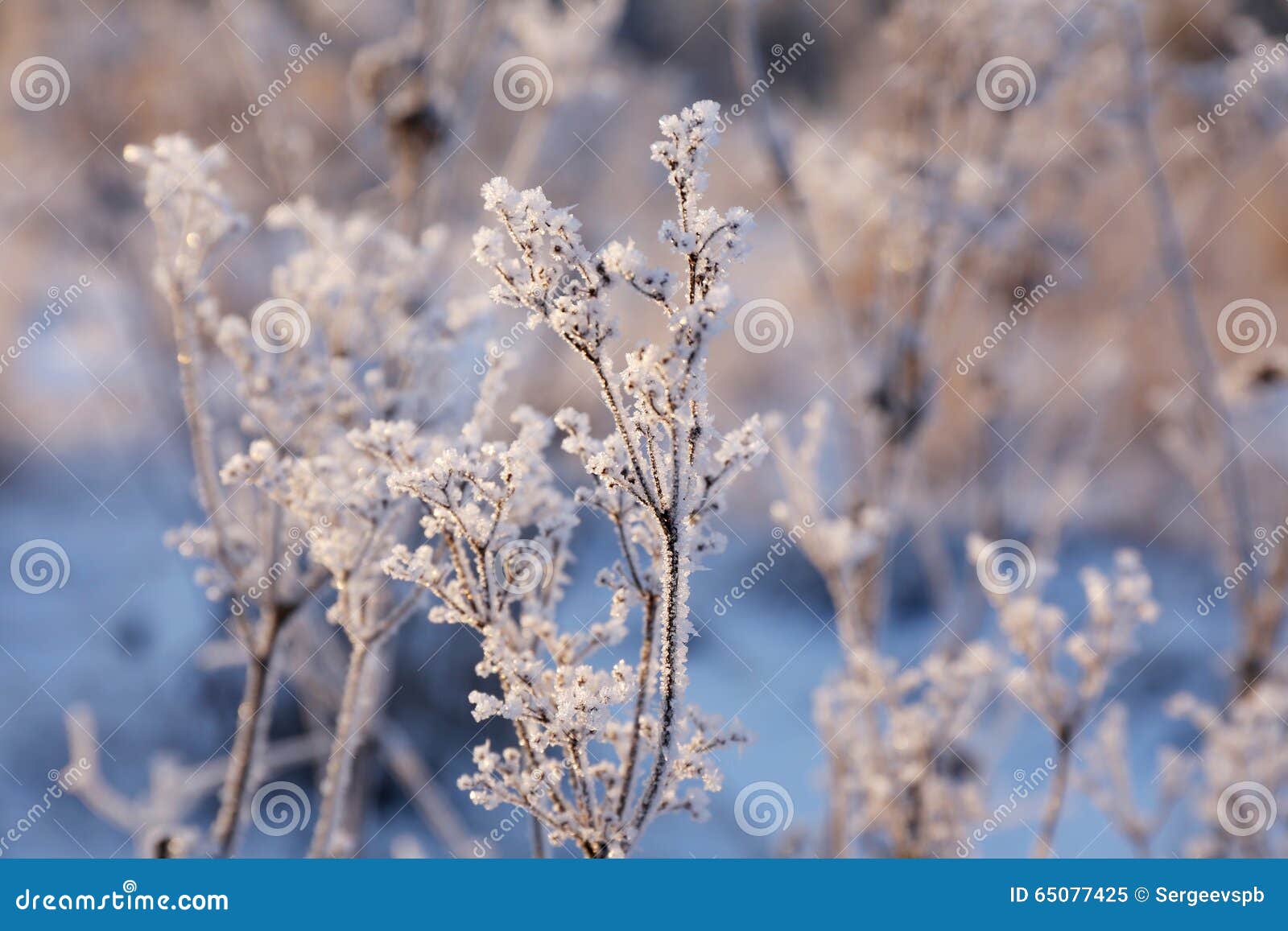 Rime on plants stock image. Image of frosty, covered - 65077425