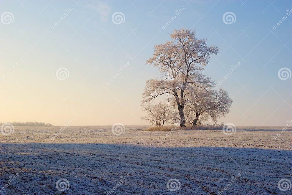 Rime tree stock photo. Image of morning, january, february - 12755050