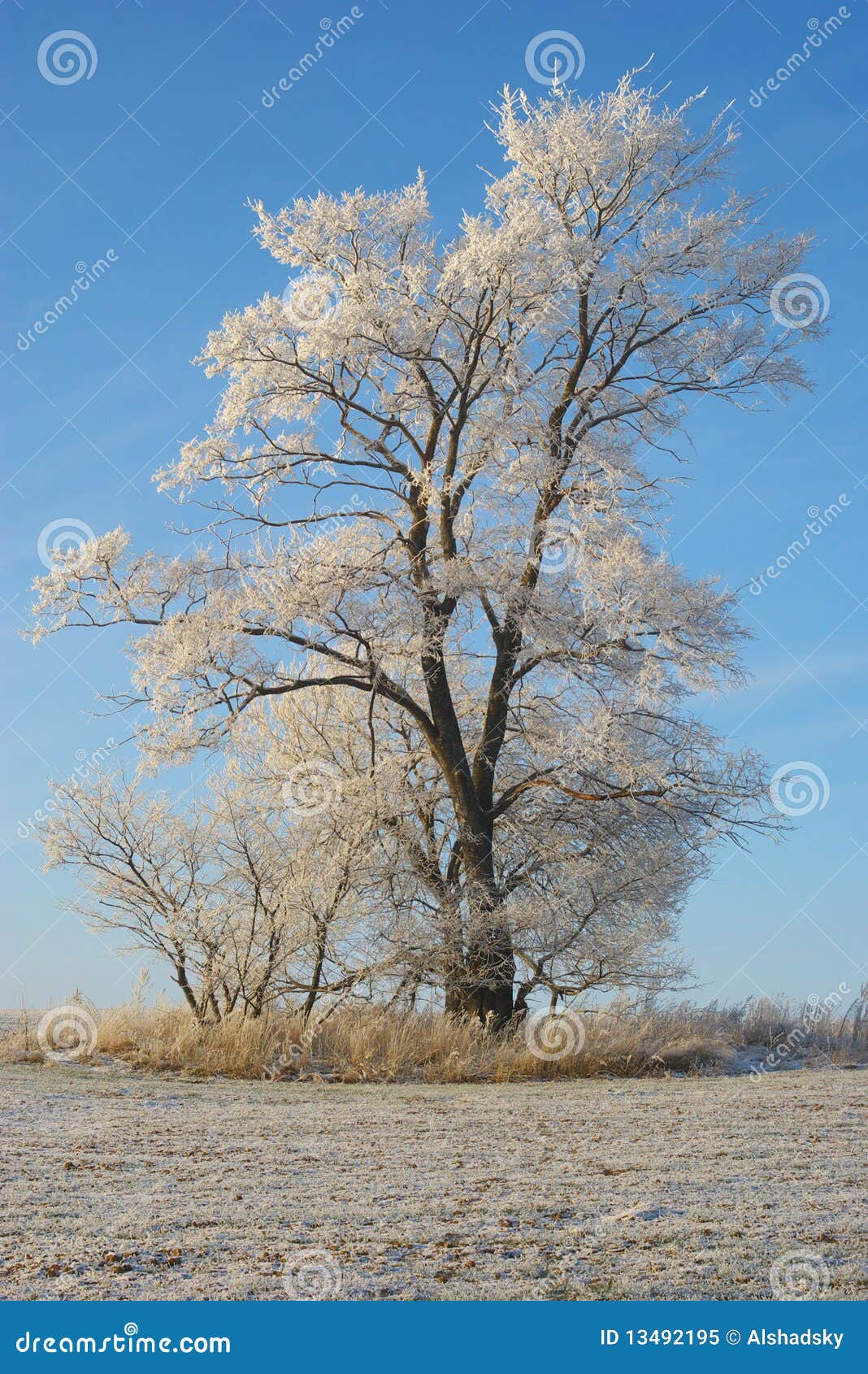 Rime tree stock image. Image of frost, wood, nature, outdoors - 13492195