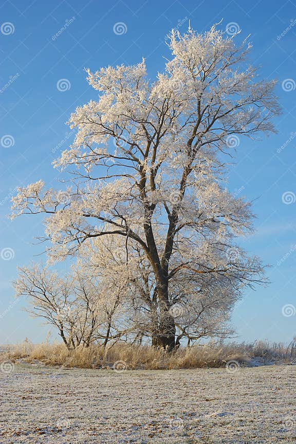 Rime tree stock image. Image of frost, wood, nature, outdoors - 13492195