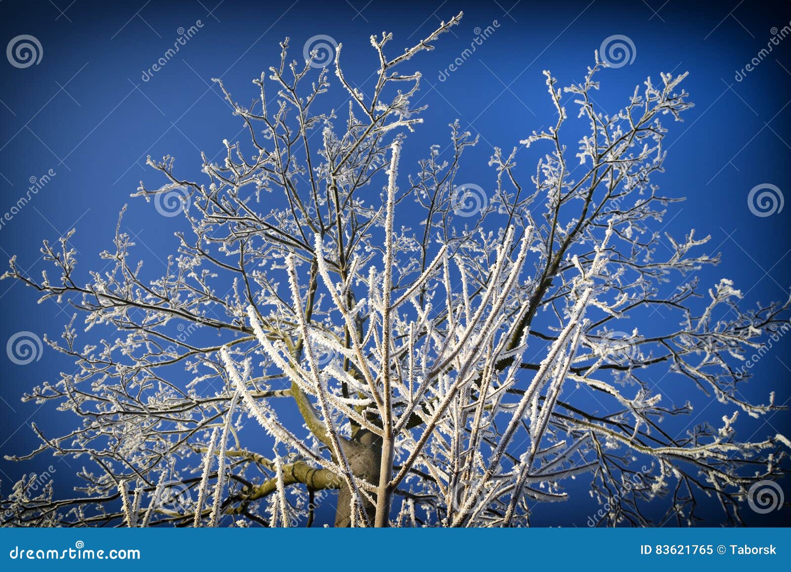 Rime on a tree stock image. Image of calendar, grass - 83621765