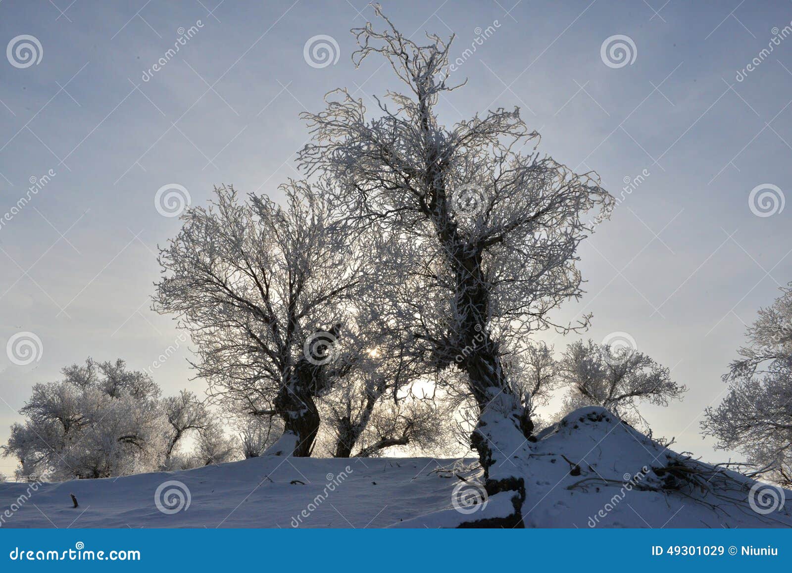 The rime tree stock image. Image of winter, scenery, tree - 49301029