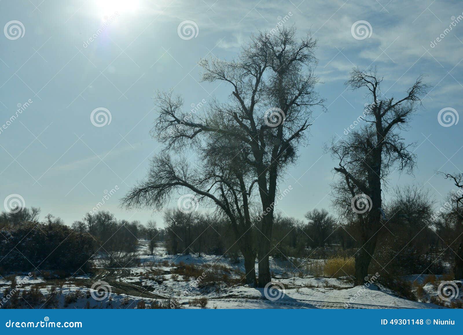 The rime tree stock photo. Image of rime, diversifolia - 49301148