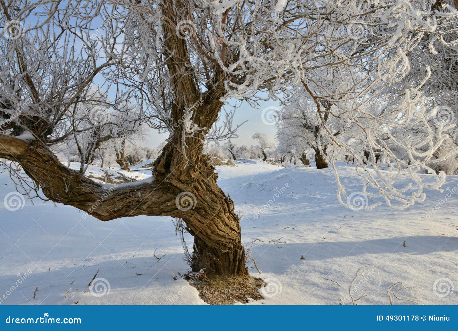 The rime tree stock photo. Image of crystallization, scenery - 49301178