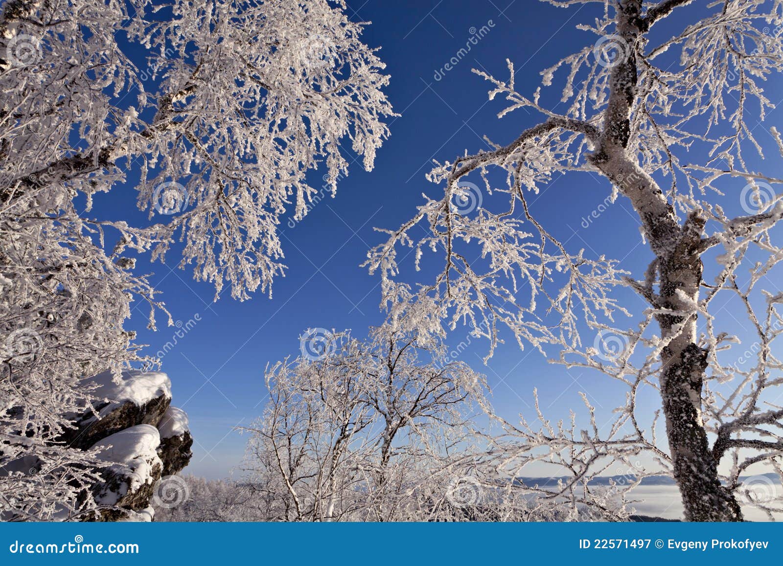 Rime on trees stock image. Image of coldness, season - 22571497