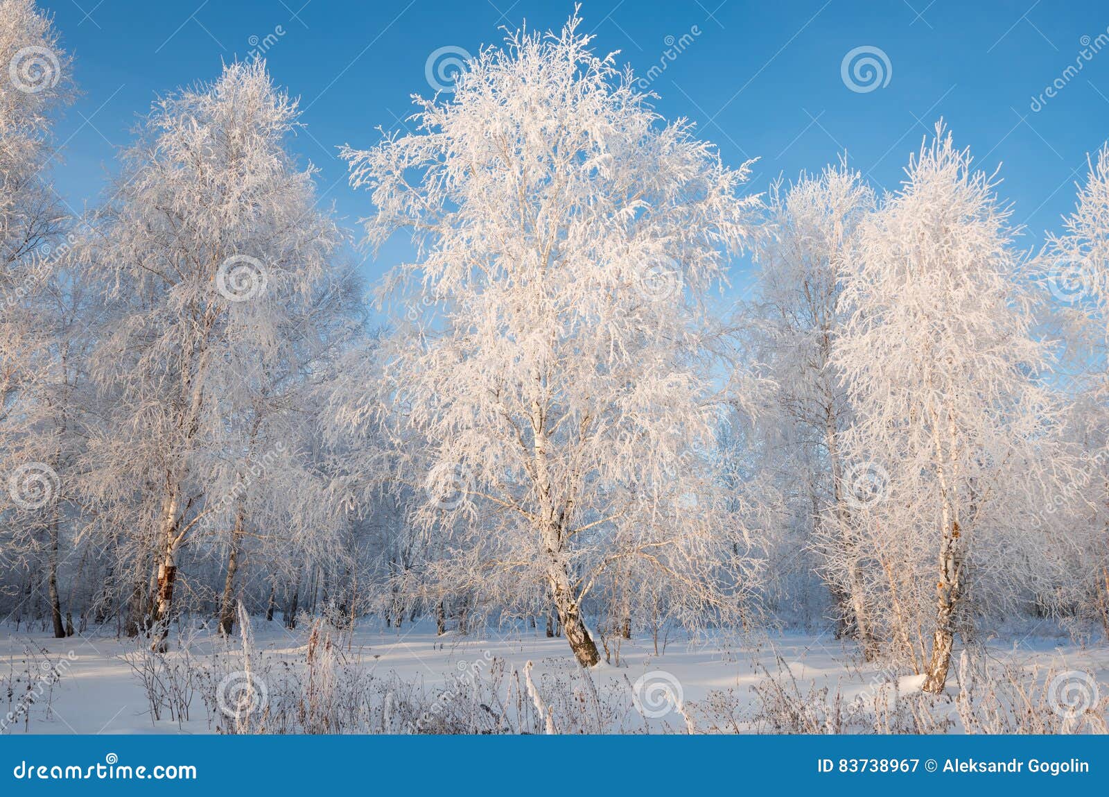 Rime on trees stock image. Image of tree, plant, land - 83738967