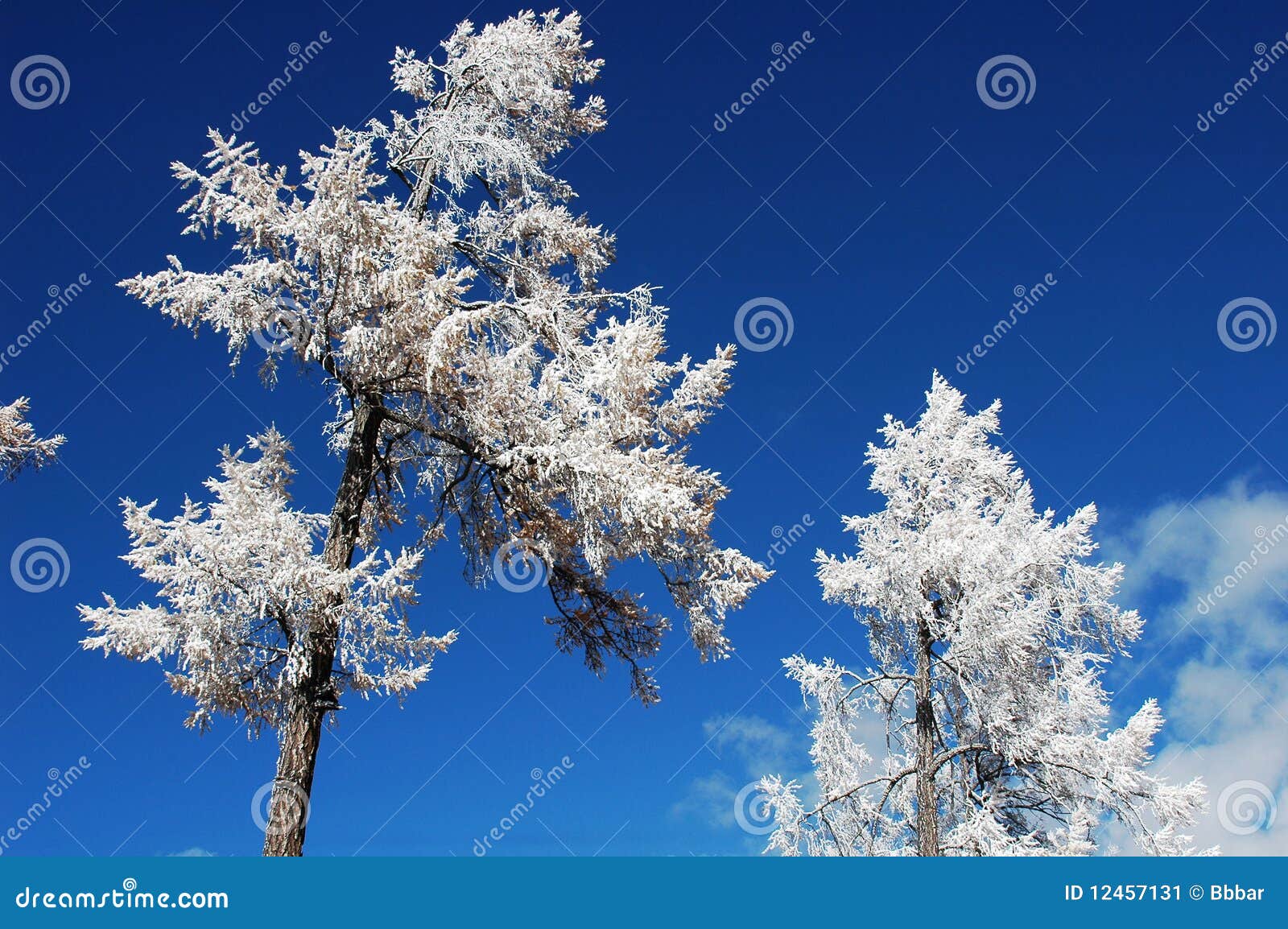 Rime in winter stock image. Image of seasonal, winter - 12457131