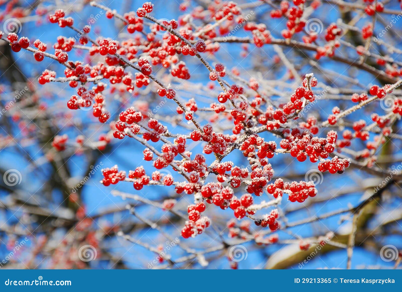 Rime on Winter Tree with Red Berries Stock Image - Image of decoration ...