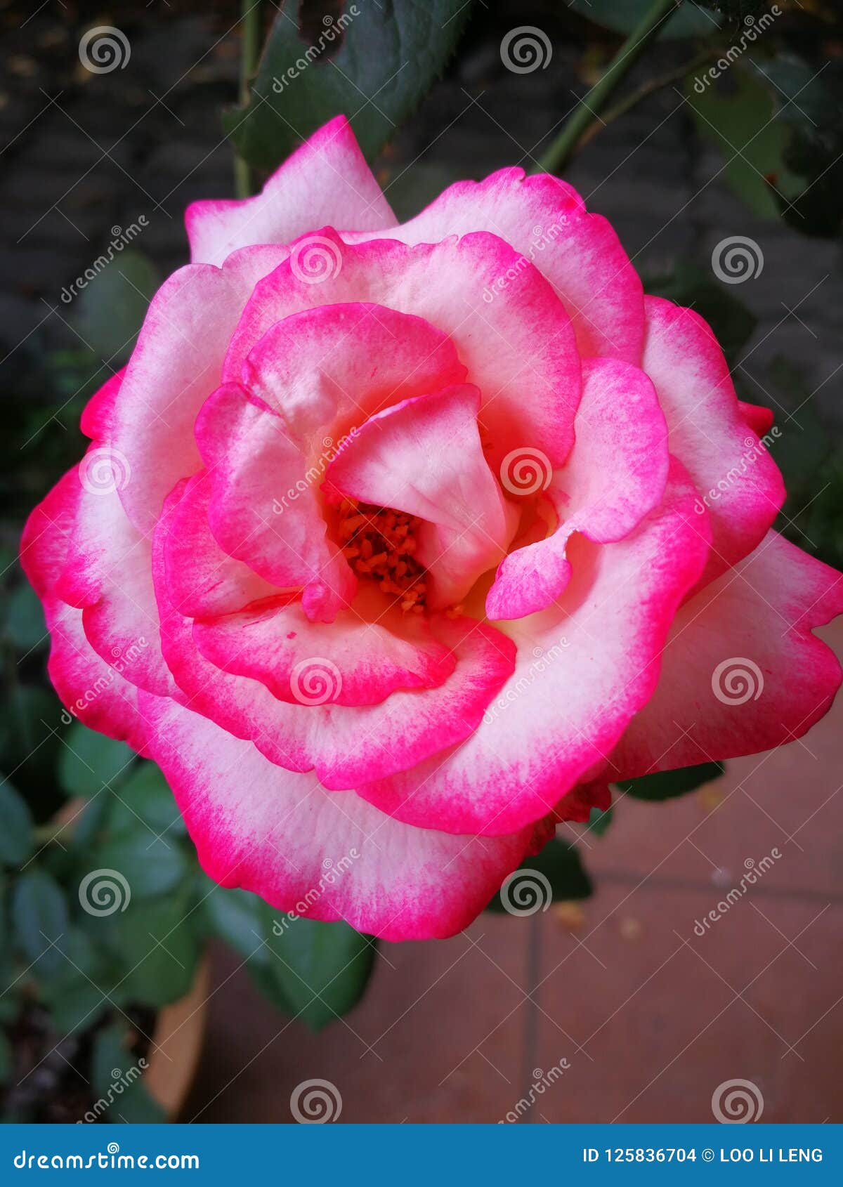 Rims of colours stock photo. Image of dark, pink, rose - 125836704