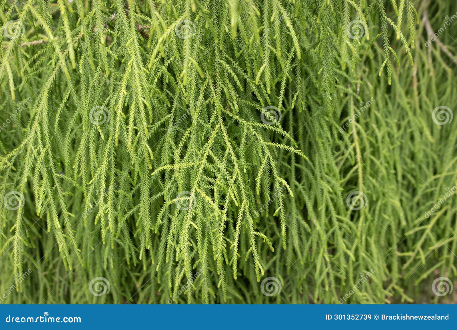 Rimu Tree Native To New Zealand Royalty-Free Stock Image ...