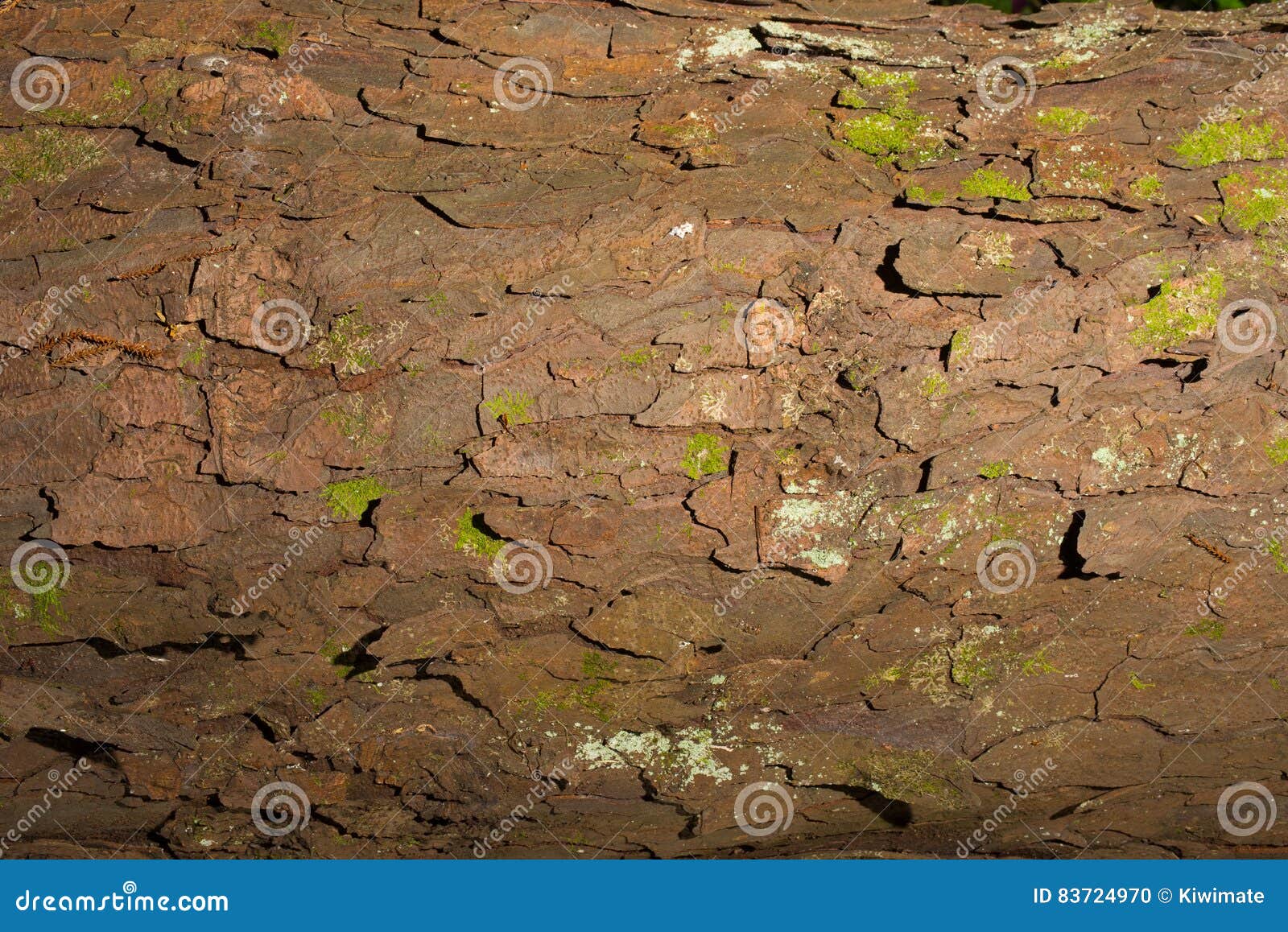 Rimu Tree Native To New Zealand Royalty-Free Stock Image ...