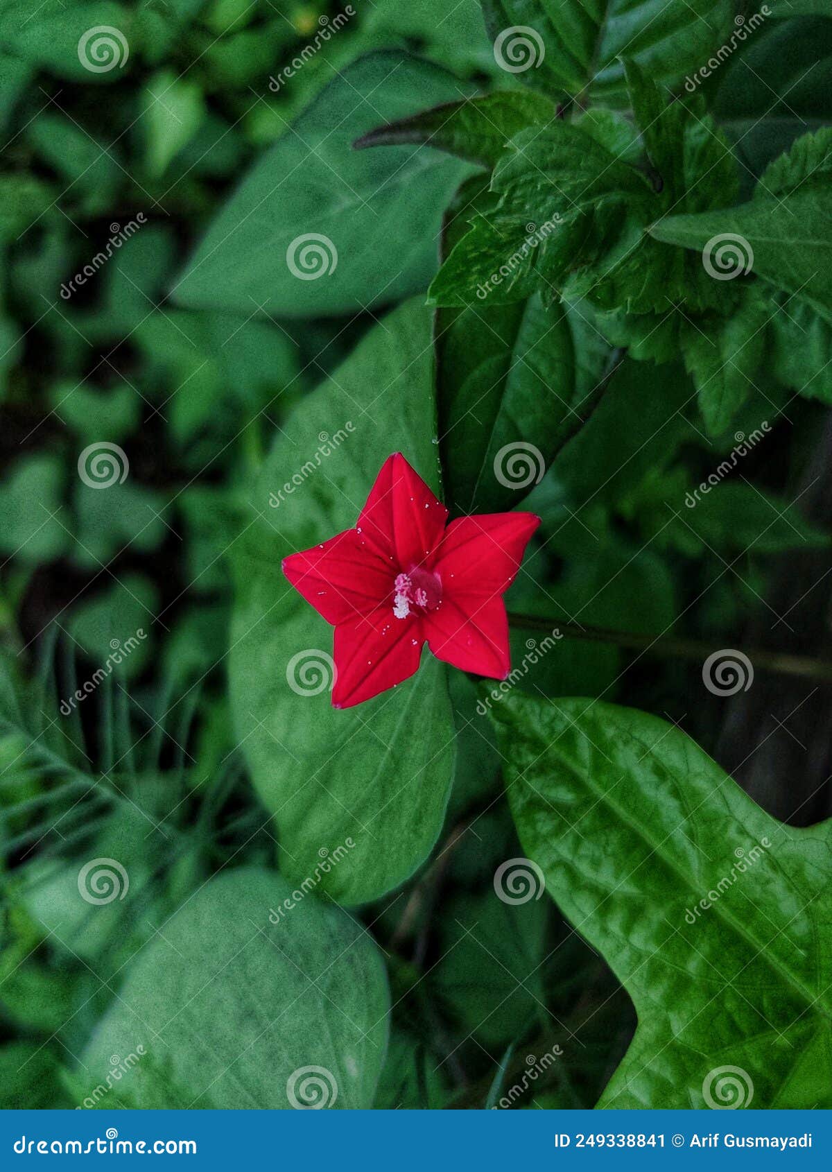 Rincik Stock Photos - Free & Royalty-Free Stock Photos from Dreamstime