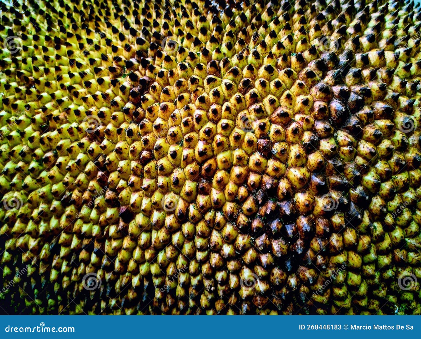 Texture of a Large Jackfruit Stock Image - Image of sweet, organic ...