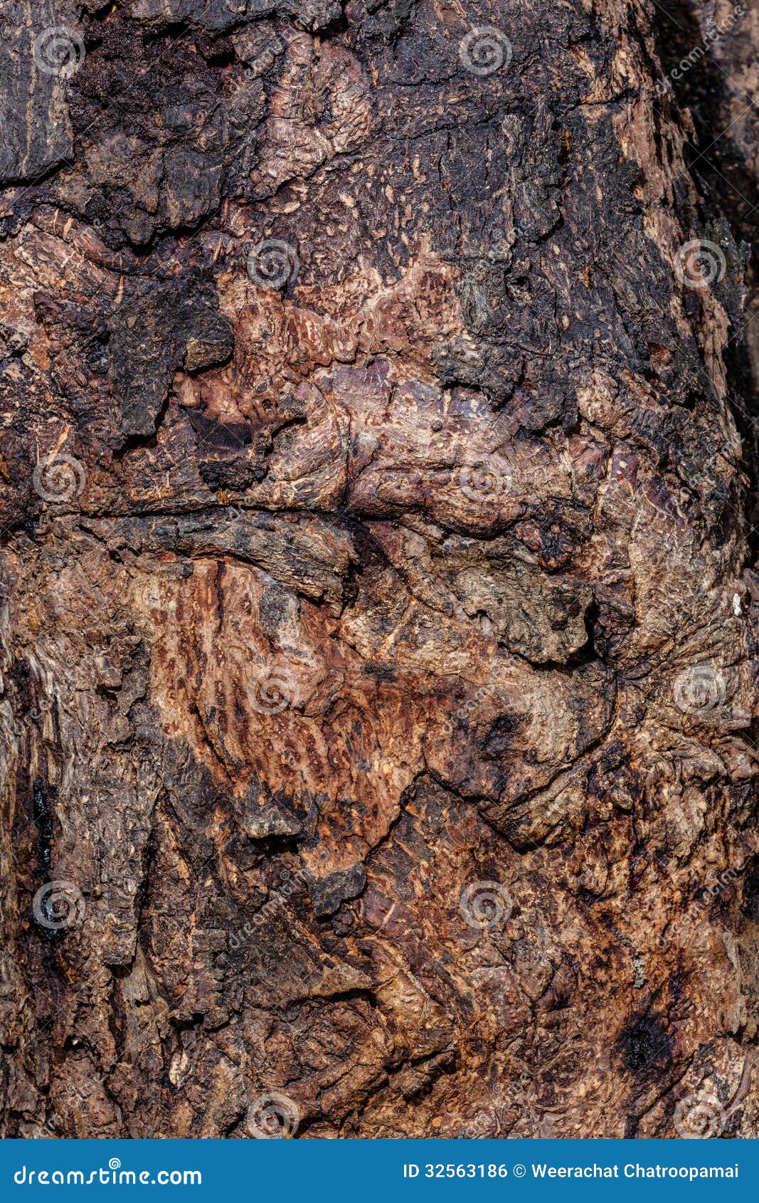 Rind texture stock photo. Image of abstract, peel, closeup - 32563186