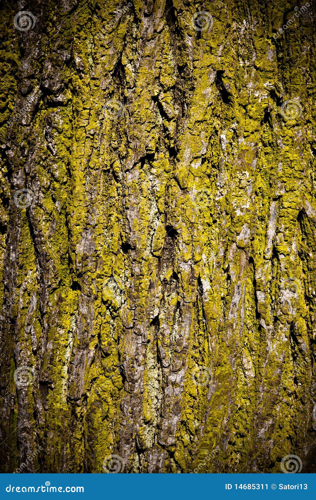 Rind of the tree stock image. Image of dissemination - 14685311