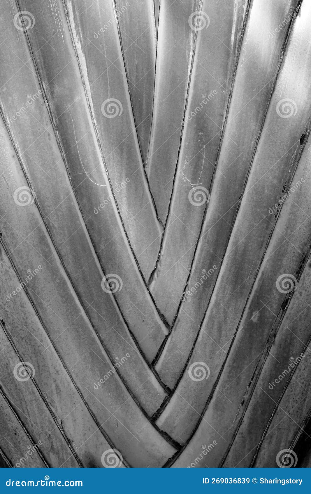 Rind Tree Pattern Background Close Up Stock Image - Image of nature ...