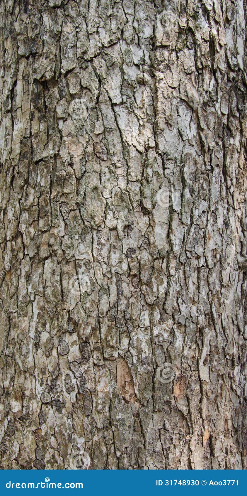Rinde stockfoto. Bild von rinde, rauh, sonderkommando - 31748930