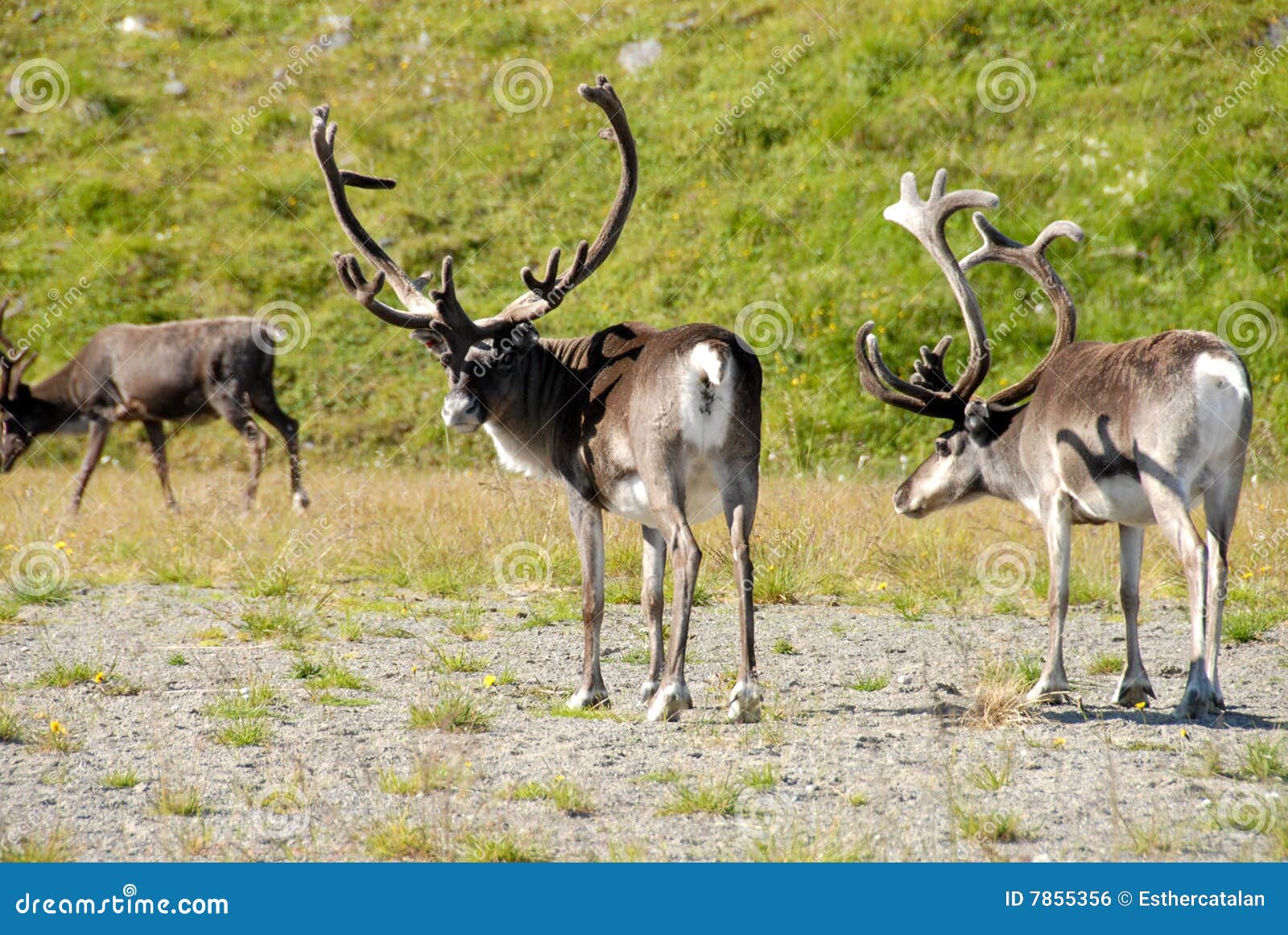 Rinder in Norway stock photo. Image of north, rural, wild - 7855356