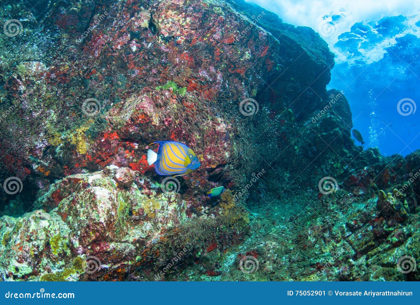Ring Angelfish stock image. Image of pacific, indonesia - 75052901