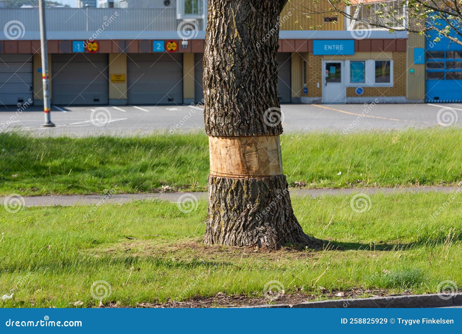 A Ring Barked Tree by a Road.. Editorial Stock Image - Image of brown ...