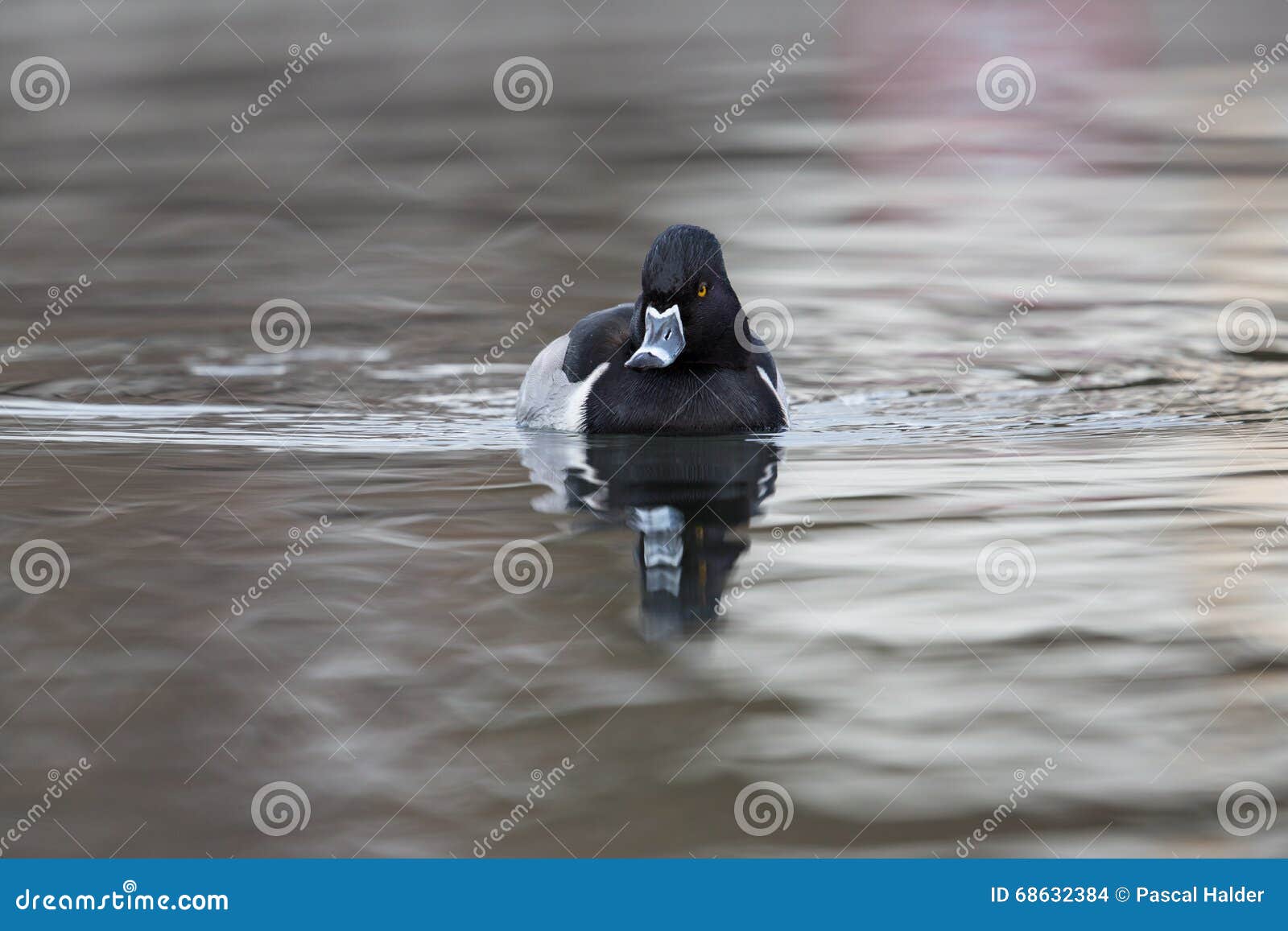 Ring-billed Duck (Aythya Collaris, Marila Collaris, Nyroca Collaris ...