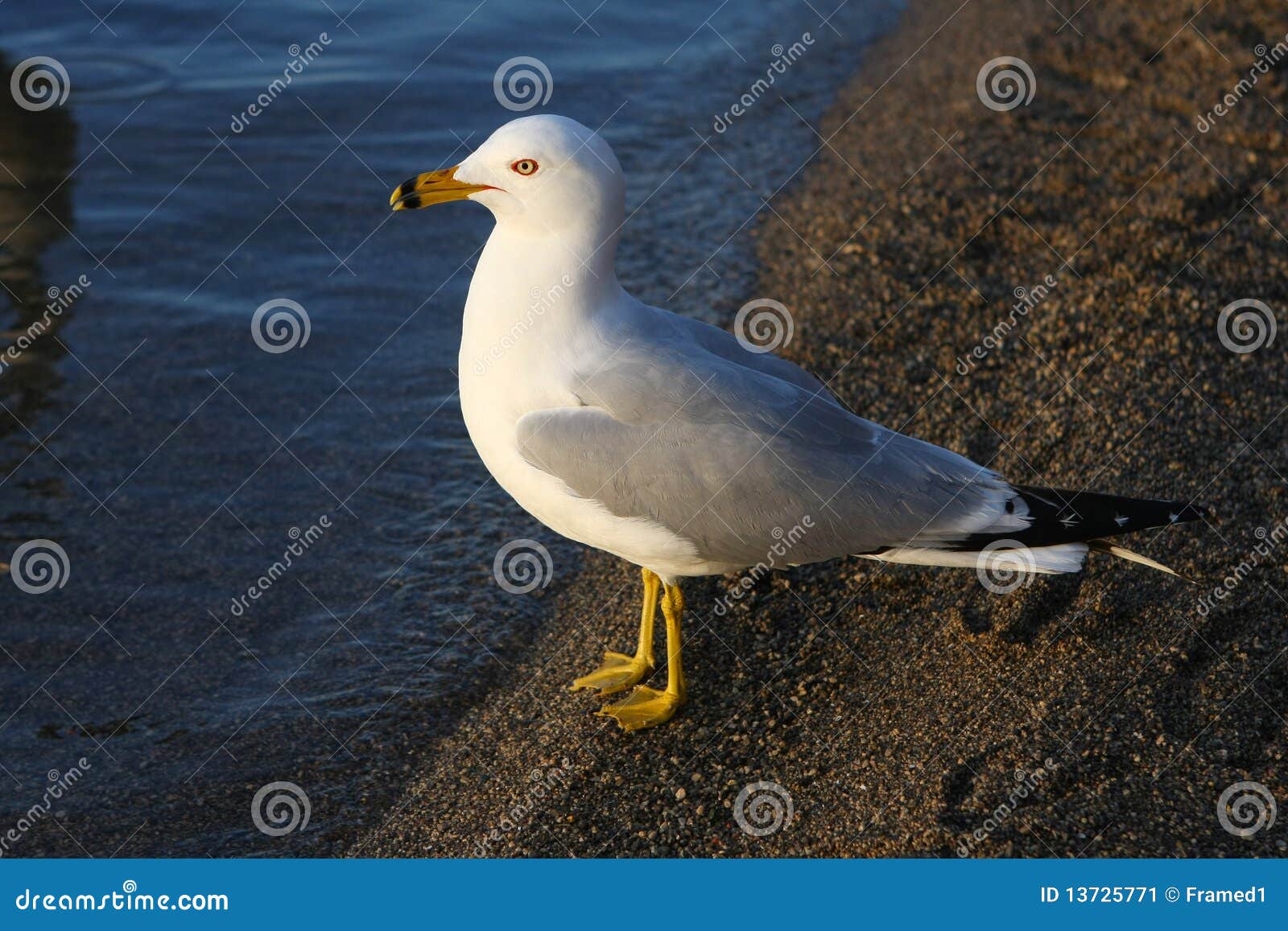 Ring-billed Gull on Beach in Morning Sun Stock Image - Image of hover ...