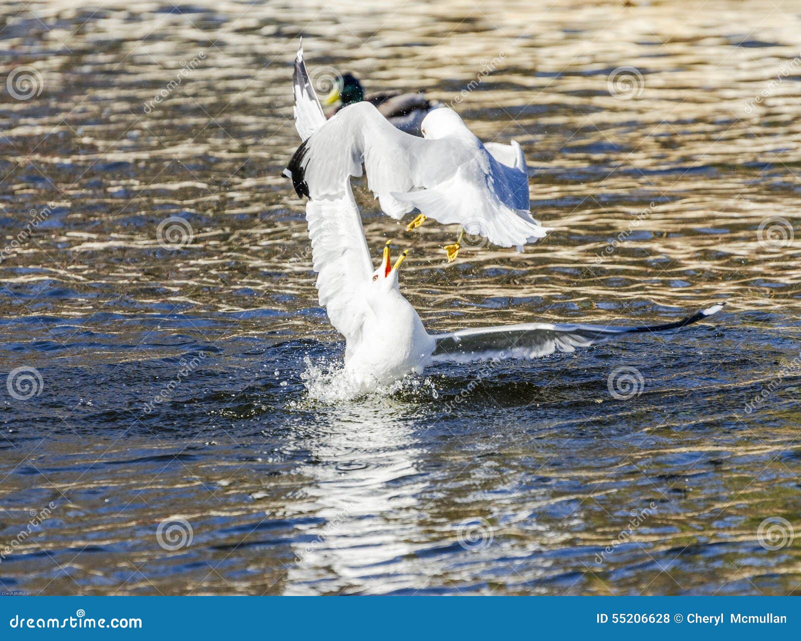 Ring-billed Gull Fight stock photo. Image of aquatic - 55206628