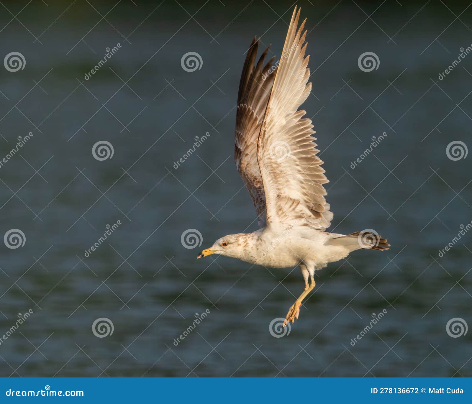 Ring-billed Gull stock photo. Image of cape, birding - 278136672