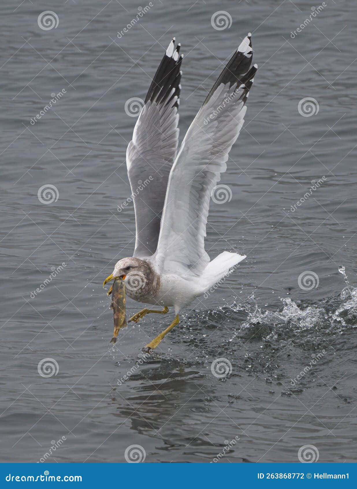 Ring-billed Gull Catching Fish Stock Photo - Image of alene, wildlife ...