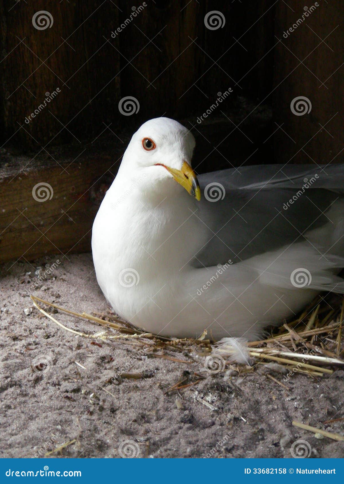 Ring-billed Gull Nesting stock photo. Image of peace - 33682158