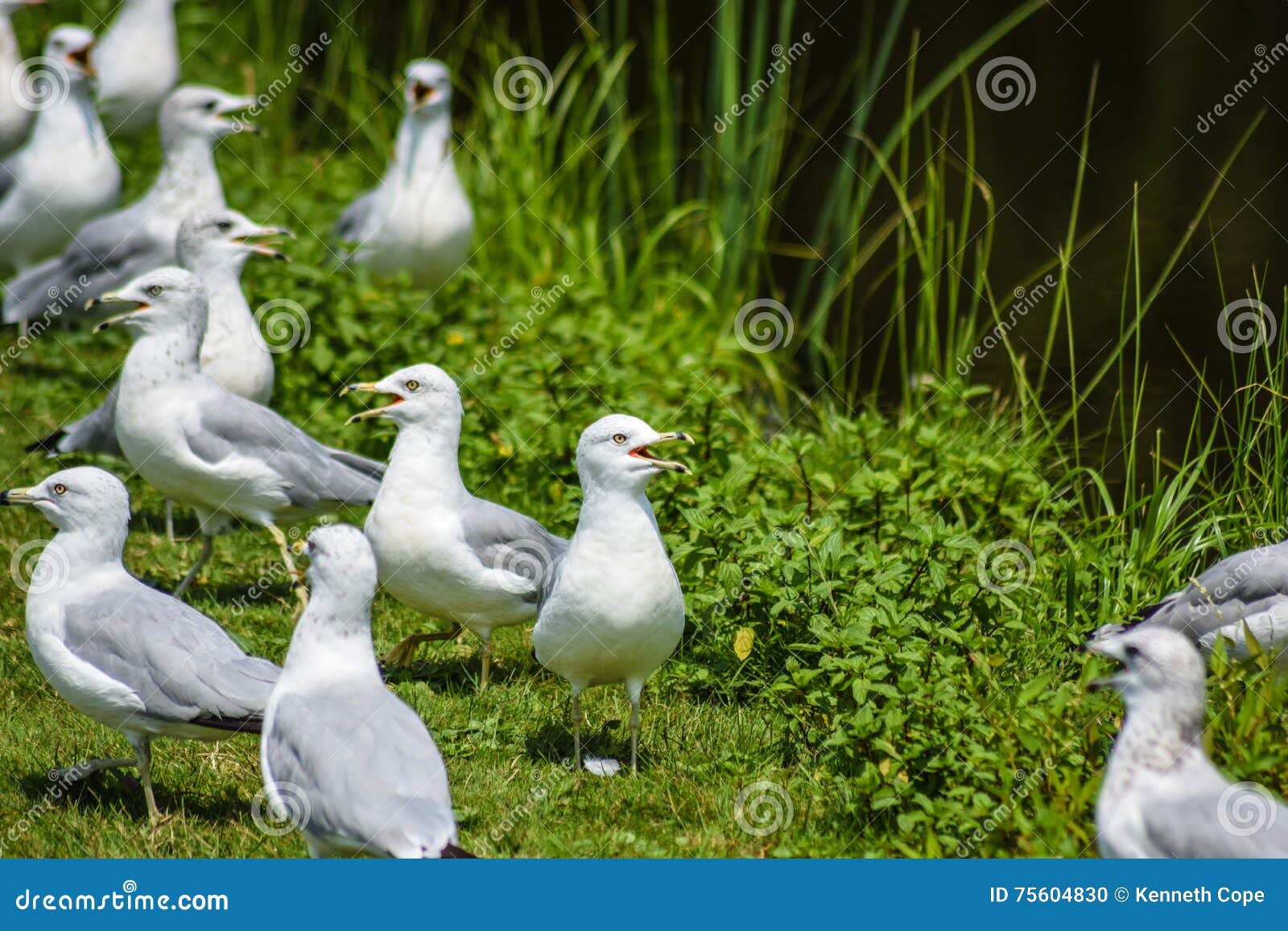 Red Billed Gulls Royalty-Free Stock Photo | CartoonDealer.com #106359327