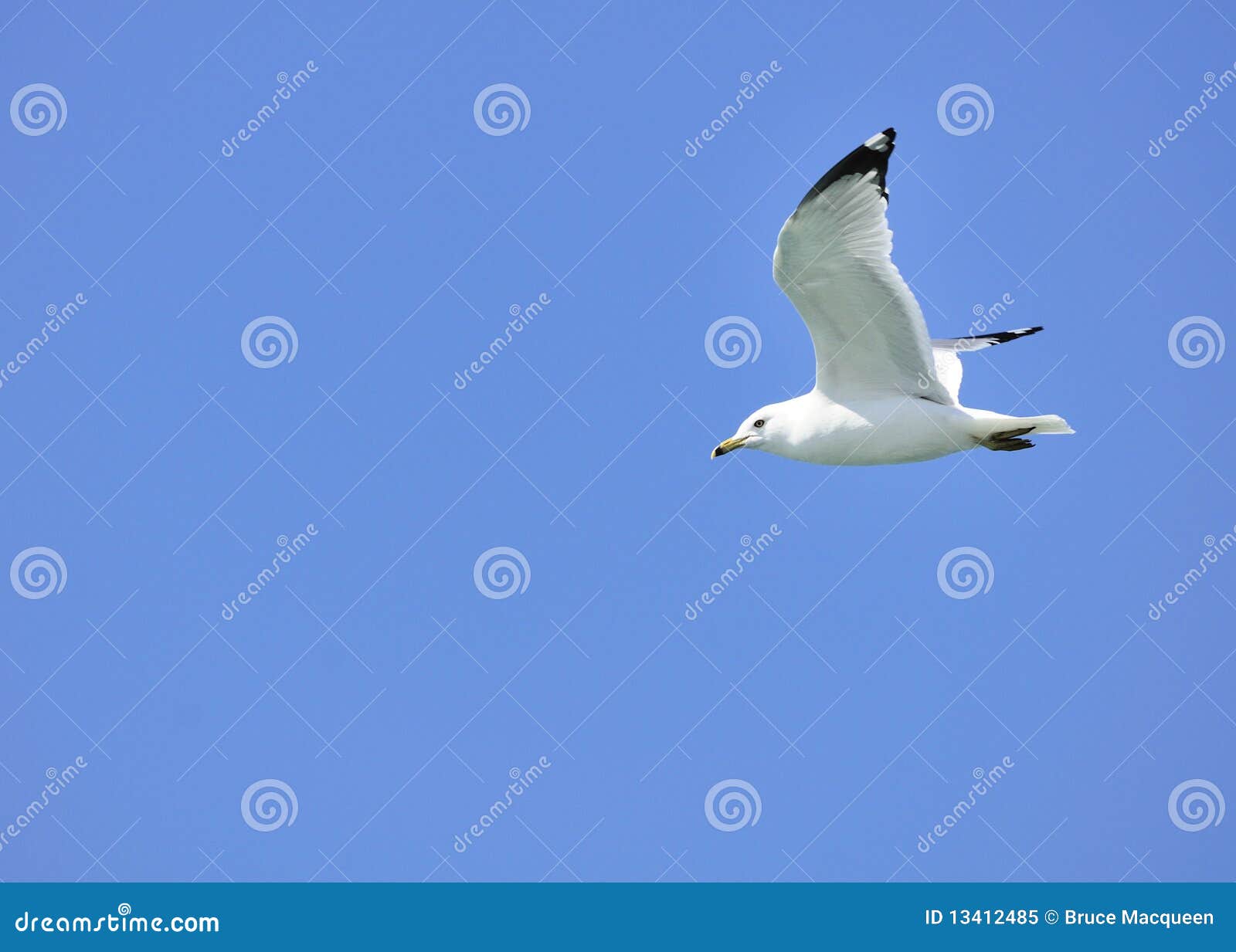 Ring-billed Seagull stock image. Image of soaring, billed - 13412485