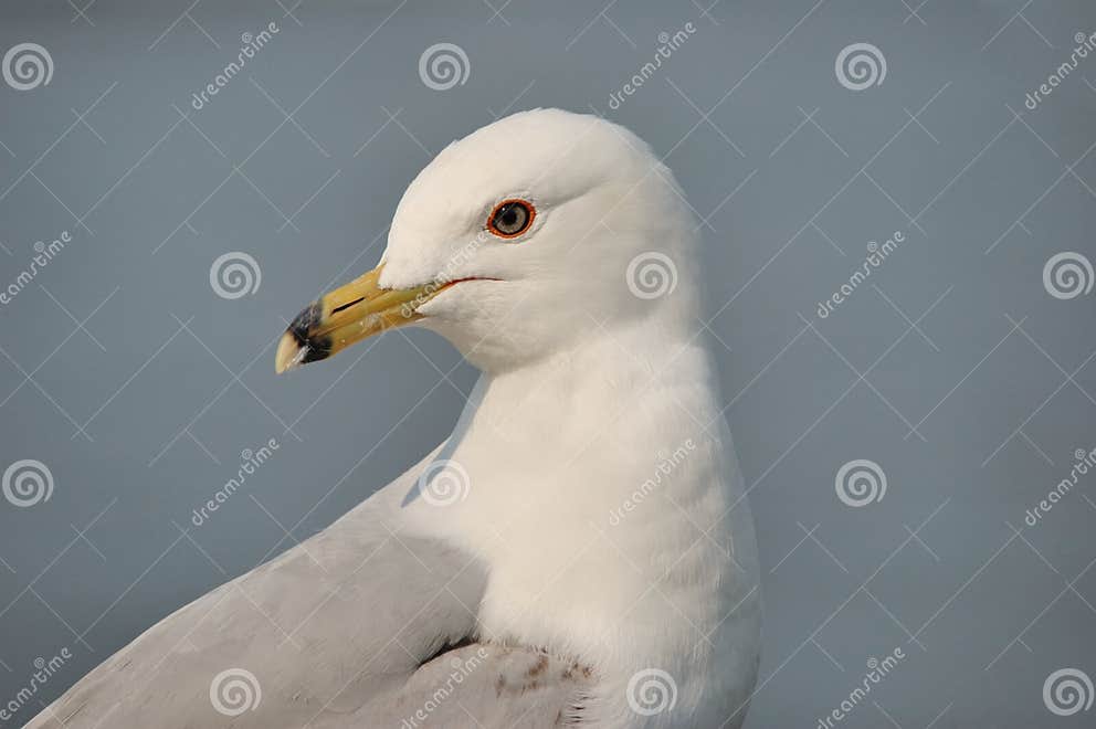 Ring-billed Seagull stock image. Image of ring, birdwatching - 20152625