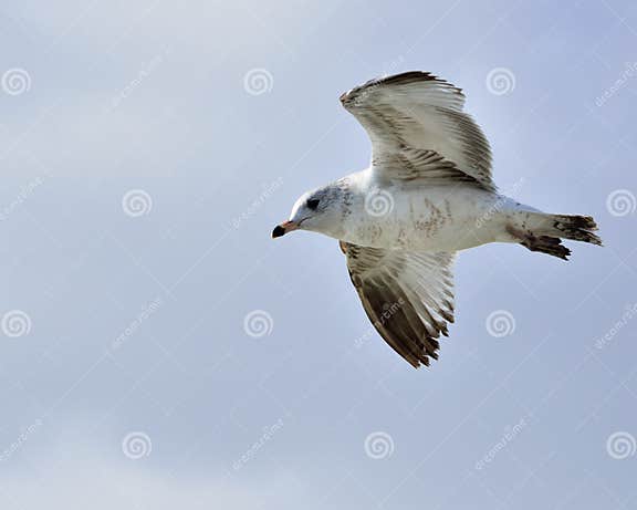 Ring-billed Seagull stock image. Image of soaring, bird - 25880837