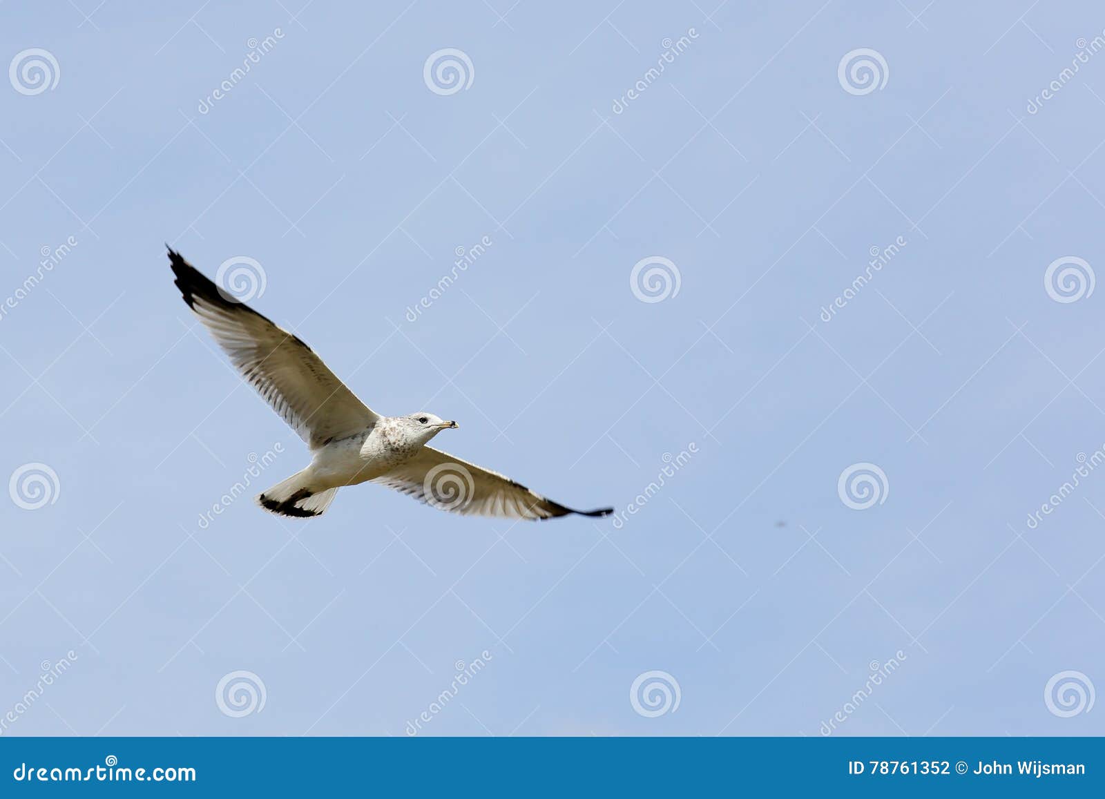 Ring-billed Seagull with Black Wingtips Flying with a Blue Sky Stock ...