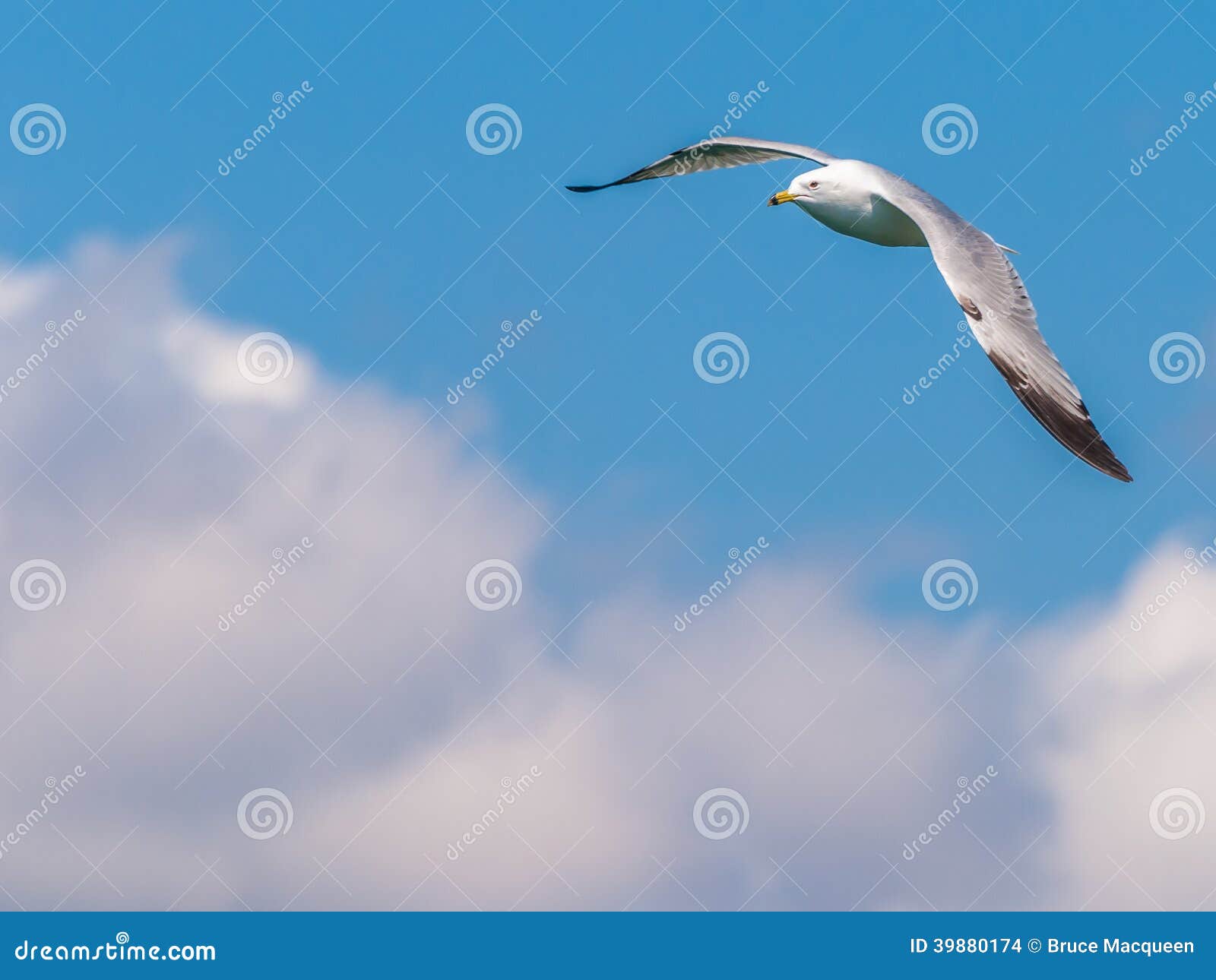 Ring-billed Seagull stock photo. Image of flying, birding - 39880174