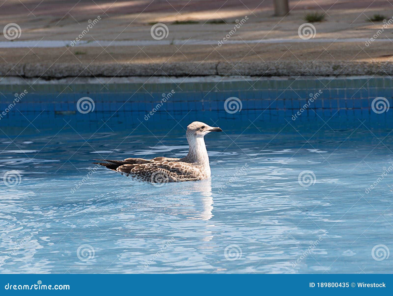 Ring-billed Seagull on the Swimming Pool Stock Image - Image of gull ...