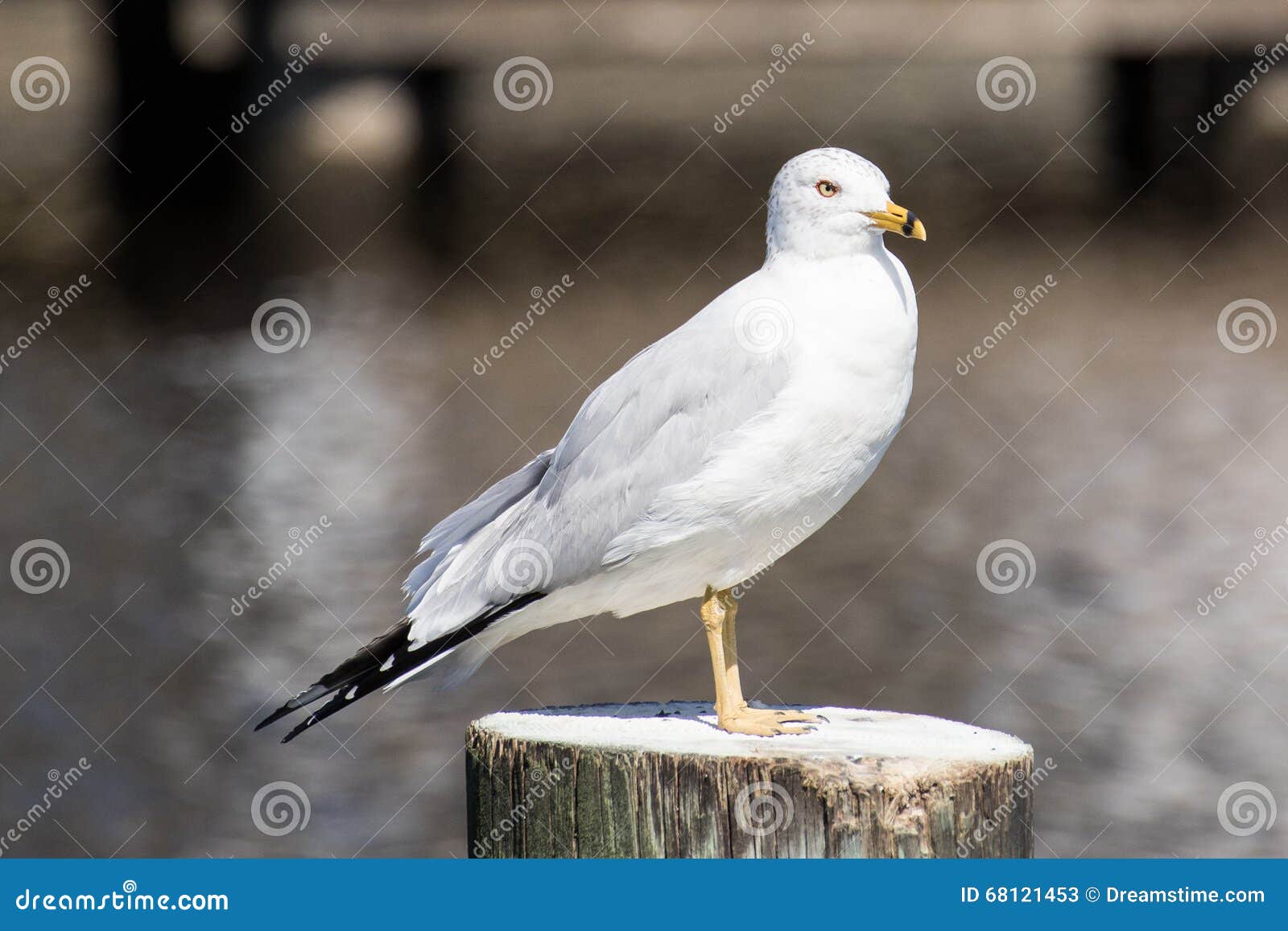Ring-billed Seagull stock image. Image of yellow, animal - 68121453