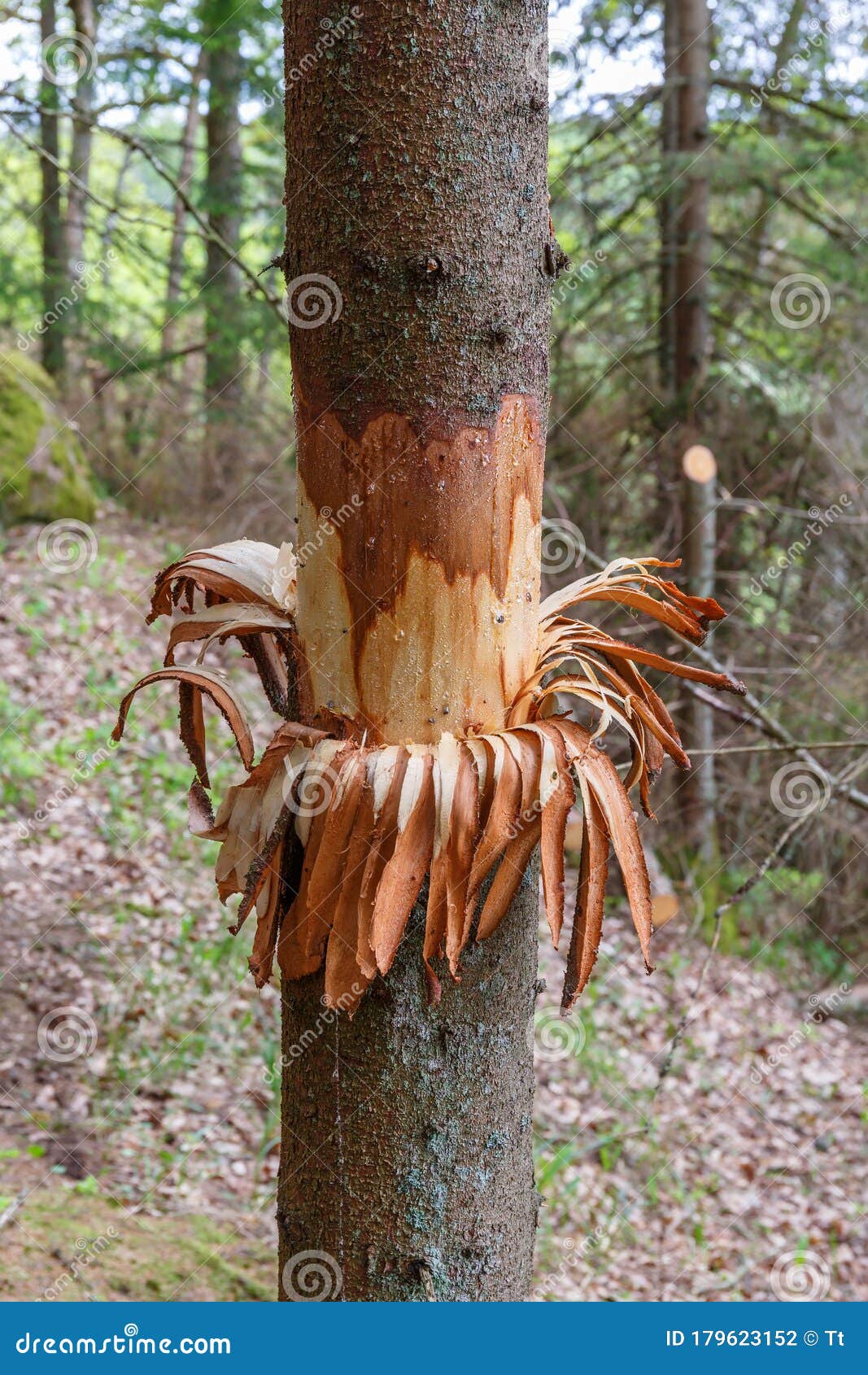 Ring Debarked Tree in the Woods Stock Photo - Image of care, shiver ...