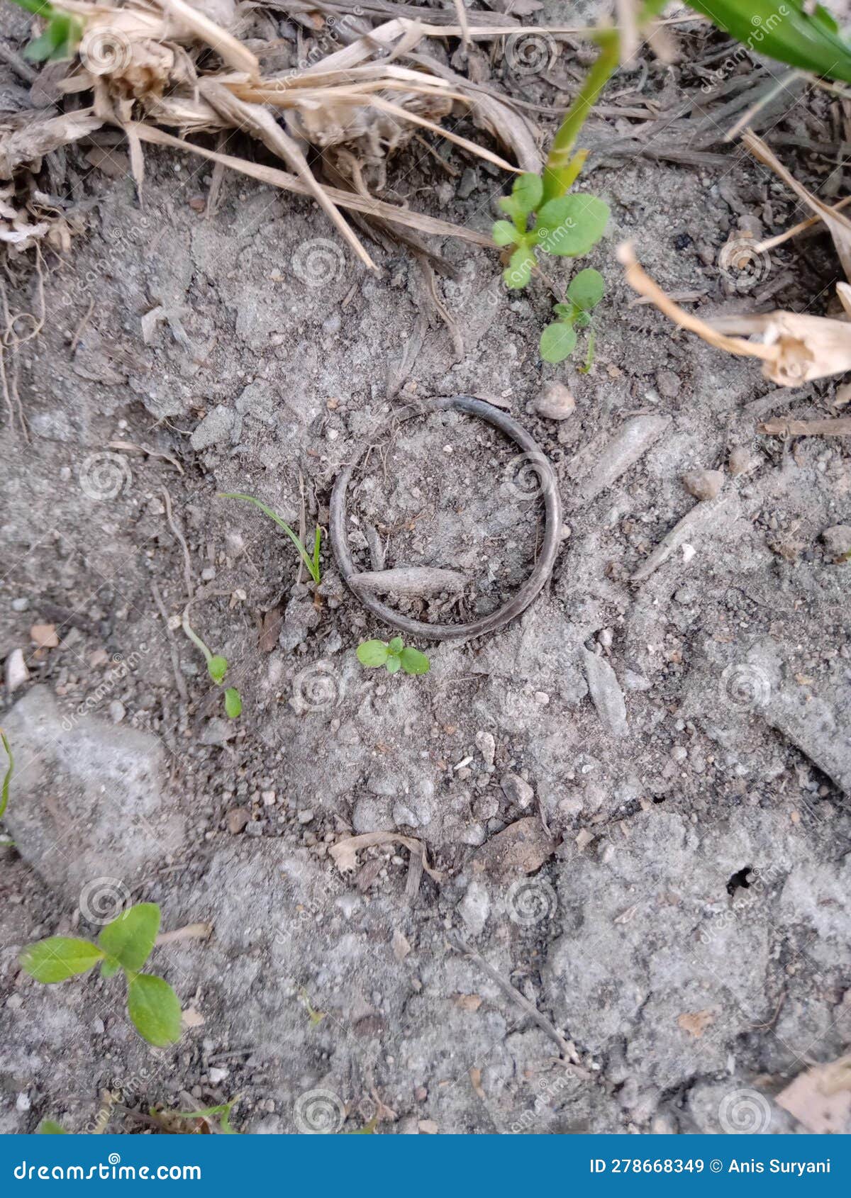 Ring embeded stock image. Image of background, worn - 278668349