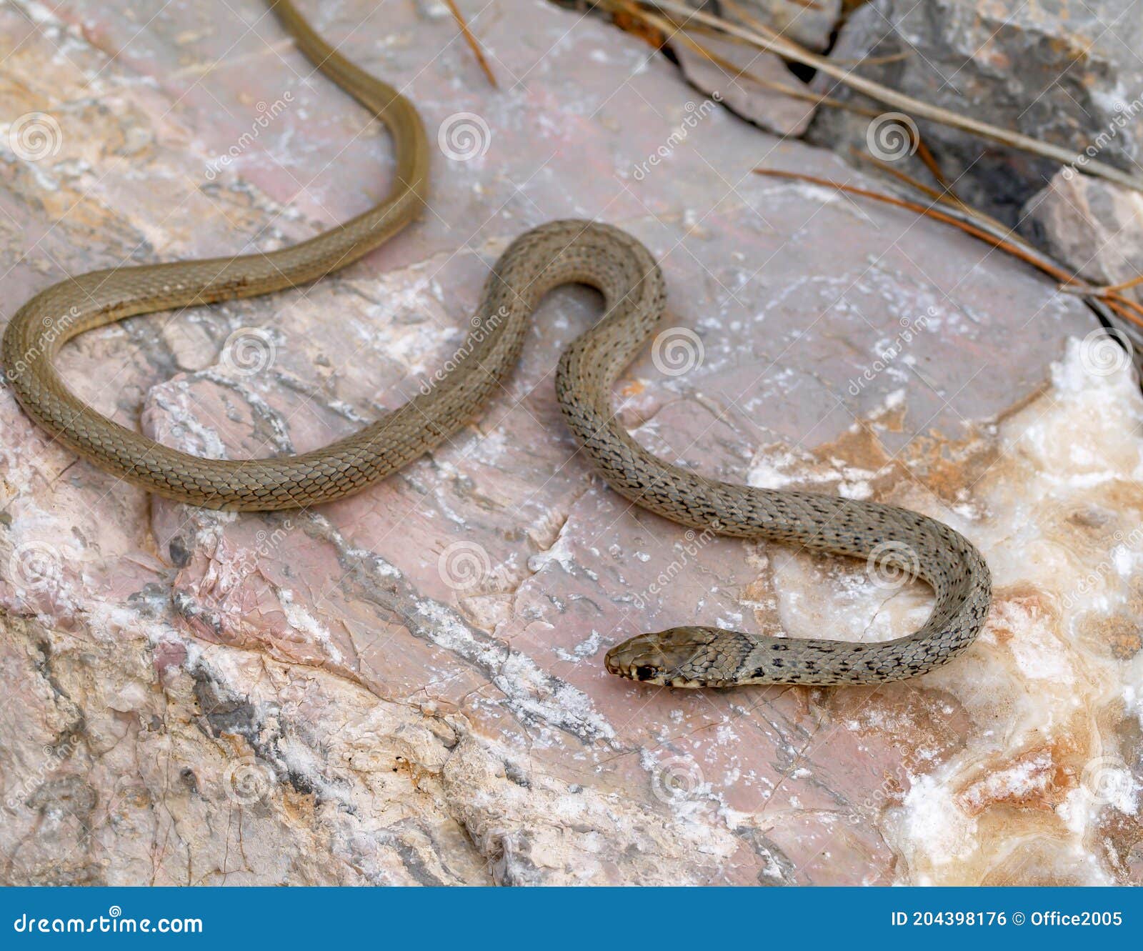 Dwarf Snake Plant - Royalty-Free Stock Image | CartoonDealer.com #250005850